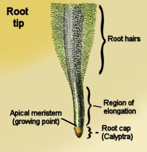 Root cap is derived from / रूट कैप से लिया गया है - Biology